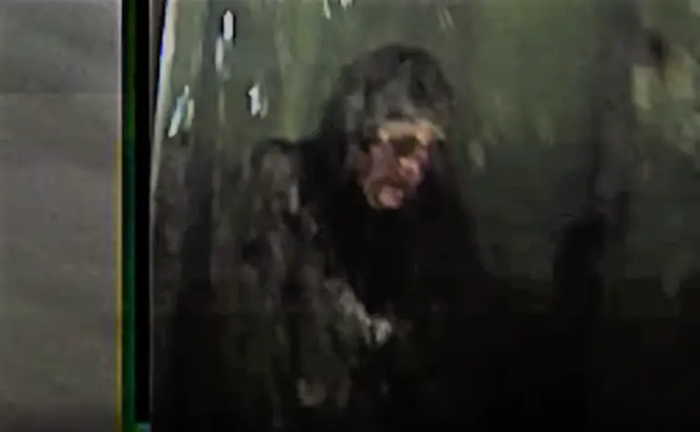 Ghosts in the Darkness: A History of the Blair Witch Legend Part IV ...